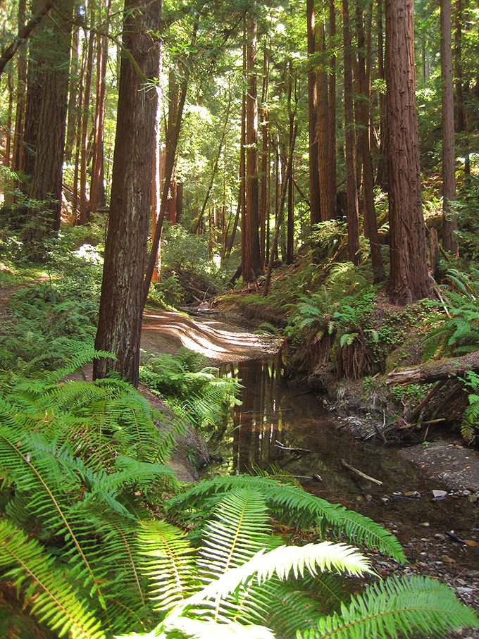 Sunlight creates spotlight effects through the forest canopy. Mother Nature: still the best lighting designer in the business