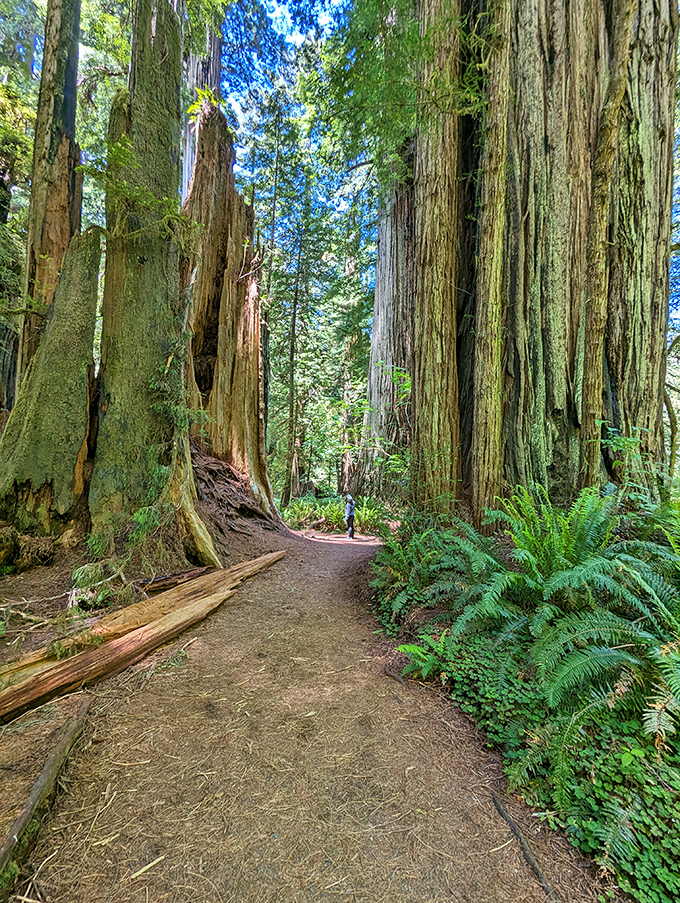 A hiker appears miniaturized against these colossal redwoods, offering a humbling perspective on our brief human existence compared to these ancient giants.