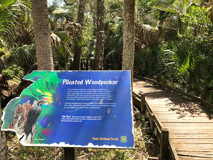 Educational signage that actually educates! The pileated woodpecker: nature's original jackhammer and inspiration for Woody Woodpecker's laugh.