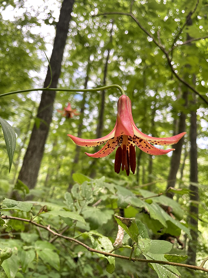 The Canada lily dangles like nature's own chandelier, bringing a touch of elegance to the forest floor's otherwise casual dress code.