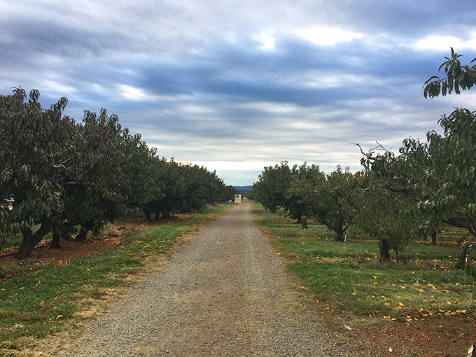 At Chiles Peach Orchard, rows of fruit trees stand like soldiers guarding the secret to perfect pies and preserves that would make your grandmother jealous.