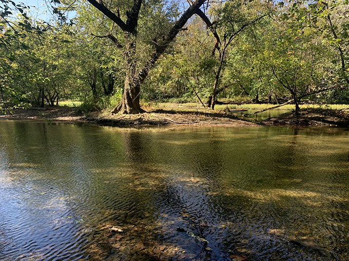 The Olentangy River flows with such clarity you can practically count the pebbles below, nature's version of high-definition.