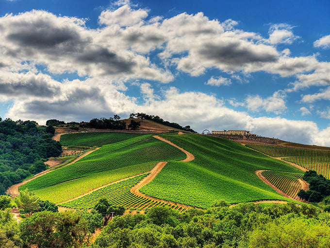 Vineyard geometry that would make any mathematician thirsty. These perfectly aligned rows produce wines that taste twice as expensive as they actually are.