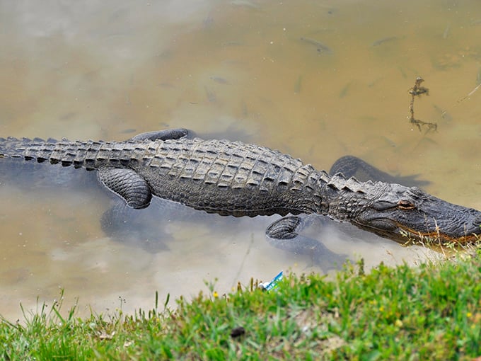 Meet one of Lake Eufaula's original residents&mdash;this alligator isn't interested in your fishing stories, but he might be eyeing your catch.