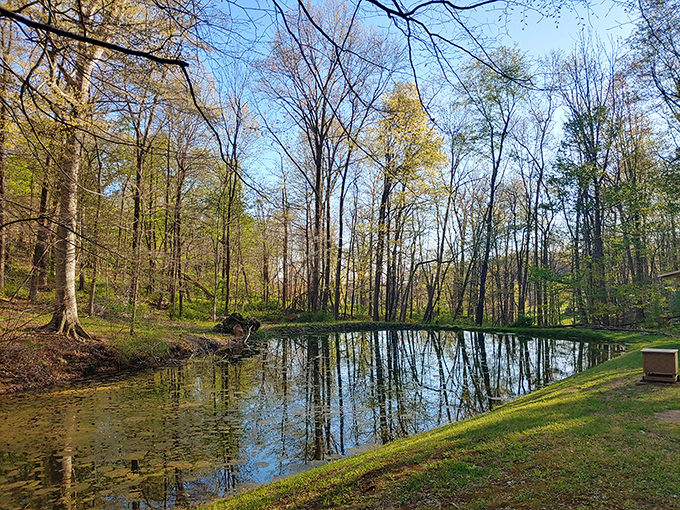 Nature's mirror game is on full display at this serene pond where trees admire their reflection with unabashed vanity.