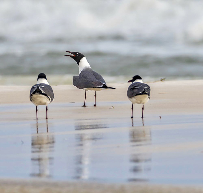 Three gulls having what appears to be the bird version of a board meeting. Agenda item one: stealing your sandwich.