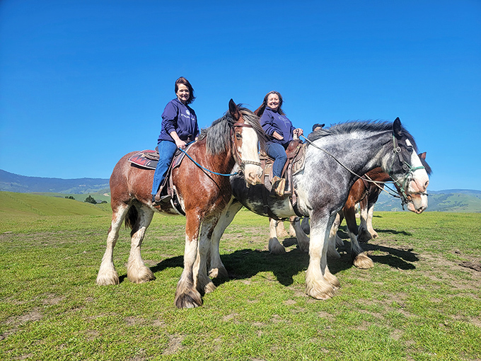 Gentle giants of the equine world offer a different perspective of Cambria's rolling hills&mdash;no hiking boots required, just a sense of adventure.