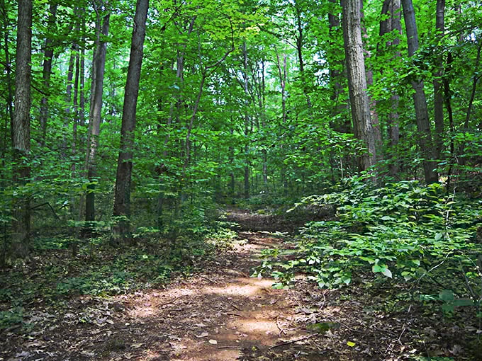Iron Hill Park's verdant canopy offers a natural air conditioning system that predates Willis Carrier by several million years.