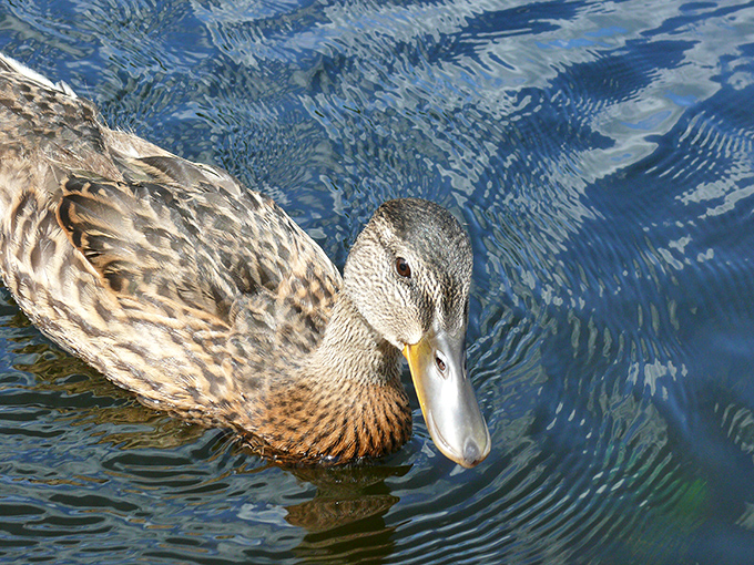 "Excuse me, do you have any grapes?" This photogenic mallard clearly knows its good side and isn't afraid to work it.