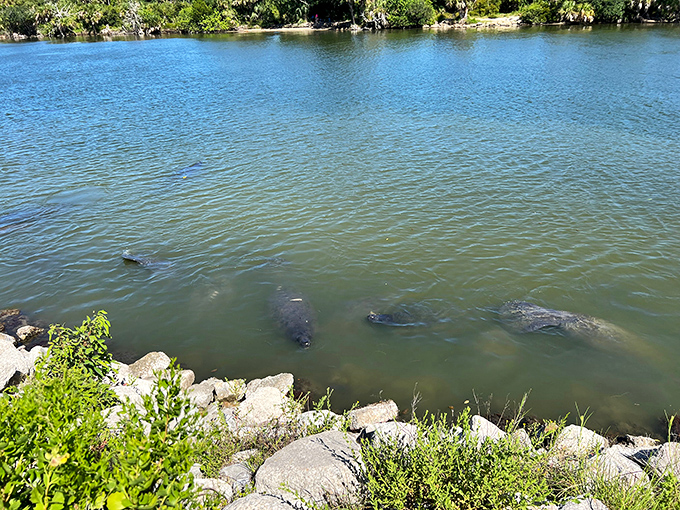 "Excuse me, coming through!" Manatees gather in Titusville's waters, providing free entertainment better than any cable subscription.