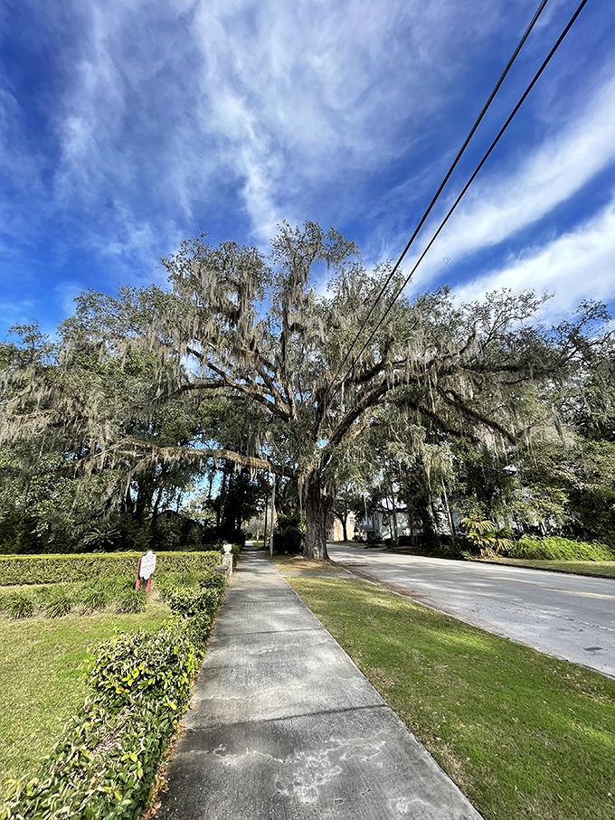 The roads in Micanopy don't rush you anywhere&mdash;they meander with purpose, like a good conversation with no particular agenda.
