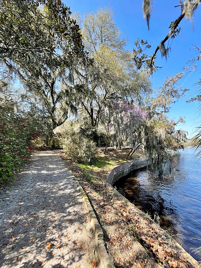 Spanish moss hangs like nature's own decorative tinsel, transforming an ordinary pathway into something that belongs in a romantic movie scene.
