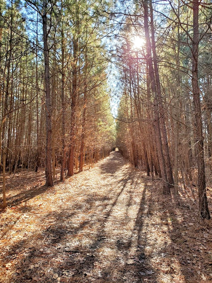 Pine sentinels create nature's cathedral along this sun-dappled trail&mdash;the kind of path that makes you forget you have a phone.