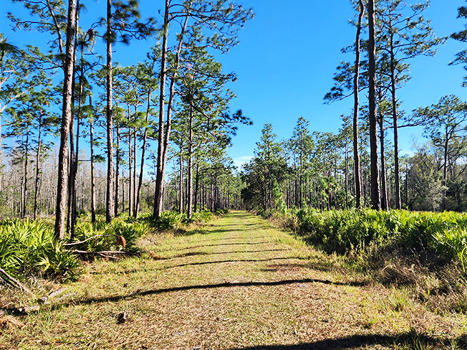 Nature's cathedral where longleaf pines stretch skyward like columns. The dappled sunlight creates a light show no laser display could rival.