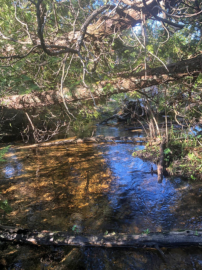 Clear waters reflect dappled sunlight through overhanging branches, demonstrating why a fen's flowing water creates such a unique ecological treasure.