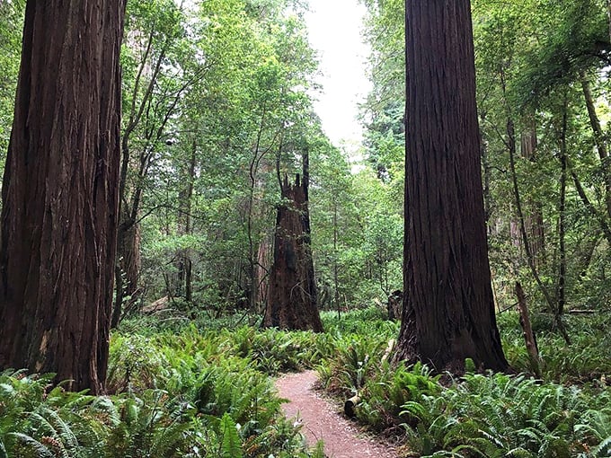 Walking between these sentinels feels like being granted an audience with royalty who've ruled this land for over a thousand years.