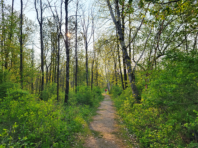The forest path practically whispers "follow me" as sunlight filters through the trees. Social media can't capture that feeling of leaves crunching underfoot.
