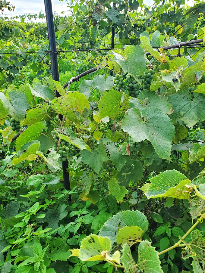 These humble green clusters&mdash;future wine stars in the making&mdash;soak up Ohio sunshine while vineyard breezes whisper promises of vintages to come.