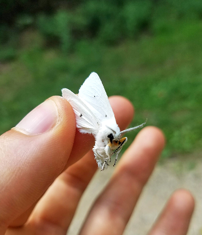 A delicate white moth rests on an outstretched hand. Nature's snowflake with wings, each one a unique masterpiece of evolutionary design.