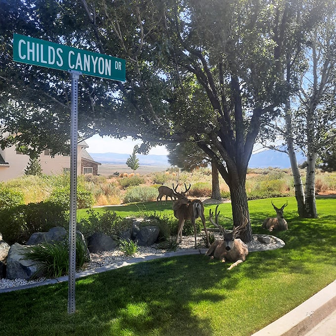 In Genoa, even the wildlife practices good neighborly etiquette, casually lounging on lawns like they're paying the property taxes.