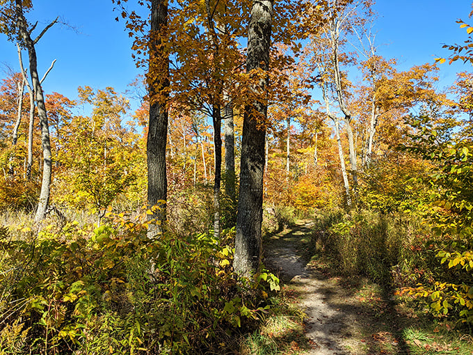 Autumn paints the woodland trail in golden hues. Fall transforms Whitefish Dunes into a kaleidoscope of color that rivals New England's famous foliage displays.