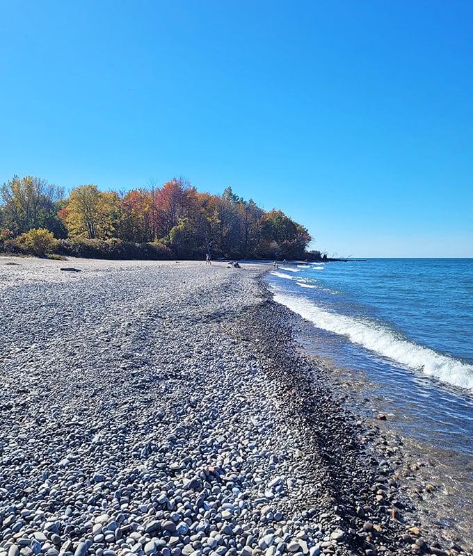 Fall's finest fashion show on display where Lake Erie meets the shoreline, with trees dressed in their autumn best against a cobalt backdrop.