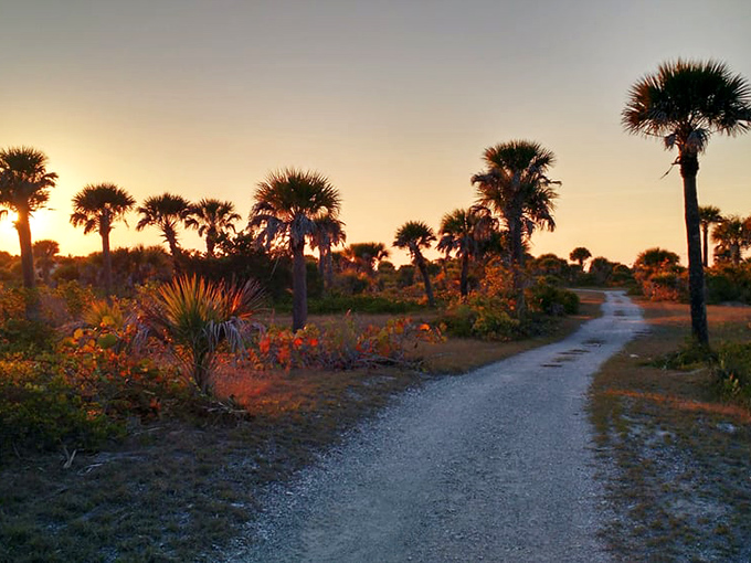 Golden hour transforms ordinary palms into nature's runway models, strutting their stuff along pathways few have traveled.