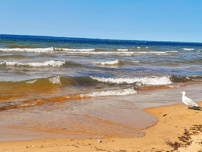 A lone seagull contemplates Lake Superior's gentle waves, probably wondering why humans travel thousands of miles for beaches when this exists.