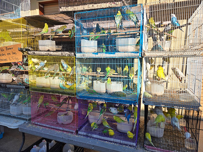 A chorus of chirps and tweets creates nature's soundtrack as these feathered residents await their forever homes.