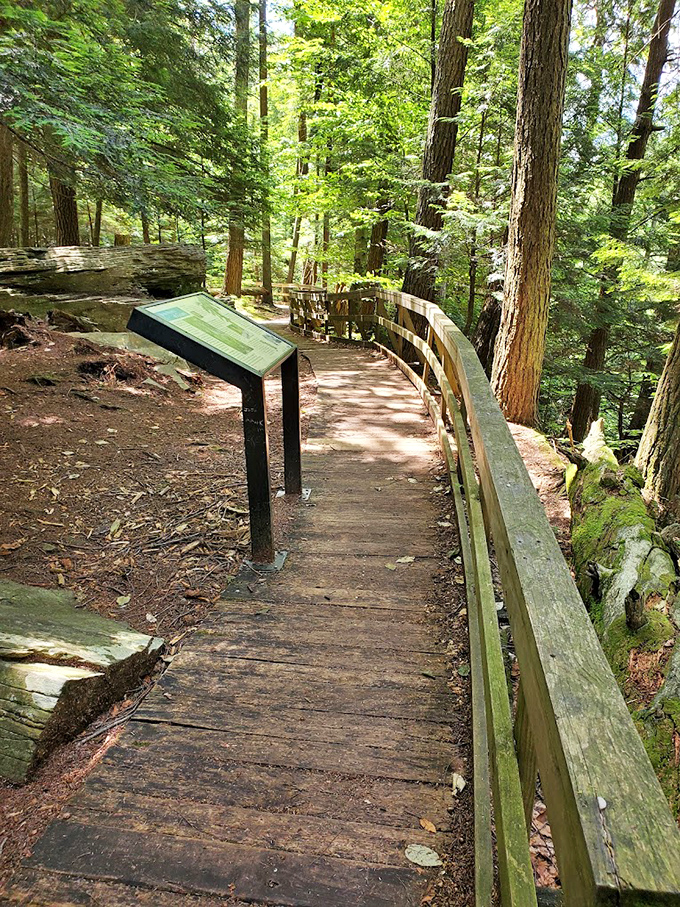 Every boardwalk tells a story. This thoughtfully constructed path invites visitors to experience the park's wonders while preserving its delicate ecosystem.