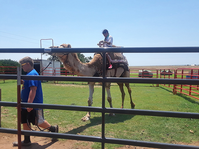 Only in Alva might you find camel rides at local events – proving small towns often deliver the most unexpected delights.