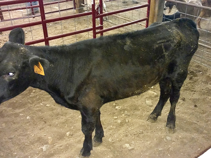 Not just livestock, but living history. This sturdy fellow represents generations of agricultural tradition that built Tennessee long before smartphones and superhighways arrived.