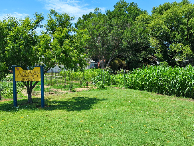 The Lindsborg Community Garden grows more than vegetables&mdash;it cultivates connections, proving that good things happen when small-town roots run deep.