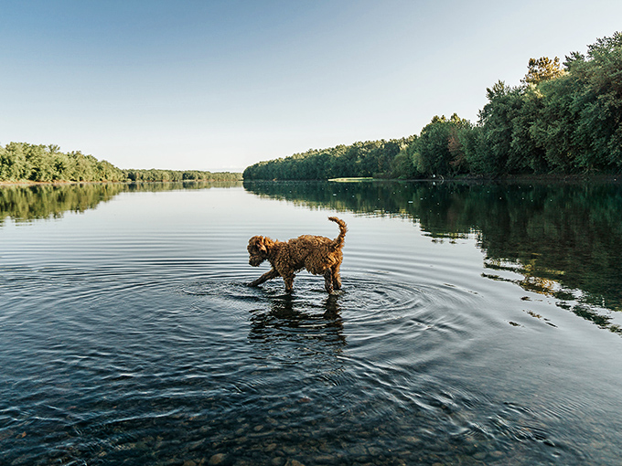 Dogs understand something humans often forget&mdash;sometimes just wading into cool water on a warm day is life's greatest luxury.