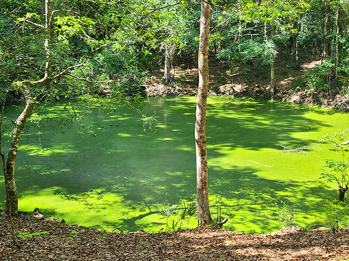 Not all springs wear blue. This algae-covered pool might not make the postcards, but it's a vital part of the park's diverse ecosystem.