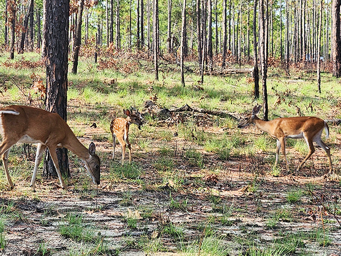 The local welcoming committee doesn't say much, but they're always dressed for the occasion. Florida's most elegant residents.