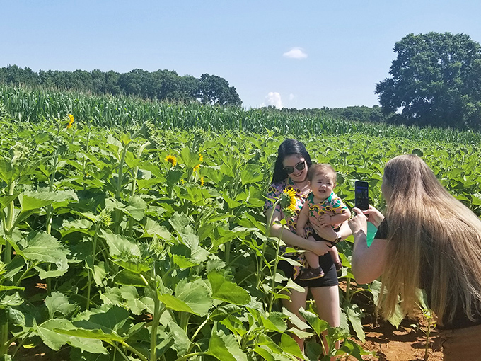 Creating memories in nature's photo studio. Families discover that sunflower fields make even amateur photographers look like professionals.
