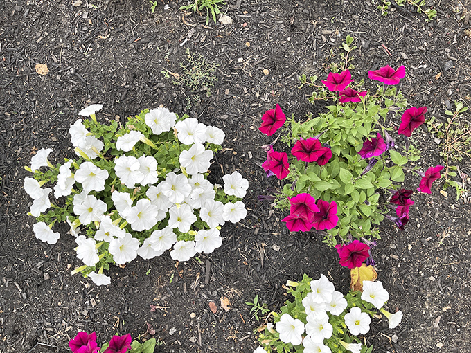 Nature's color palette on full display. These vibrant petunias don't just grow&mdash;they perform, turning a simple garden bed into a floral concert.