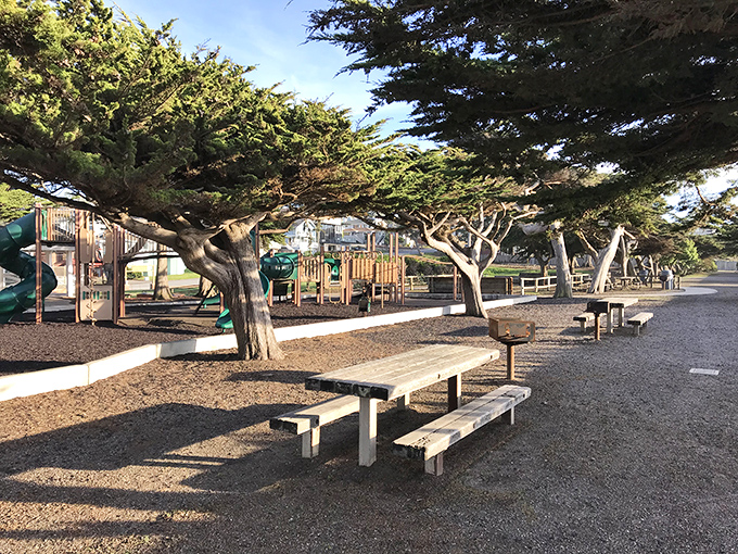 Shaded picnic spots beneath ancient cypress trees provide perfect settings for family memories and simple pleasures.