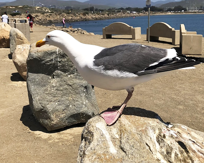 Paint me like one of your French gulls, this seaside resident seems to say, striking a pose worthy of a coastal wildlife calendar.