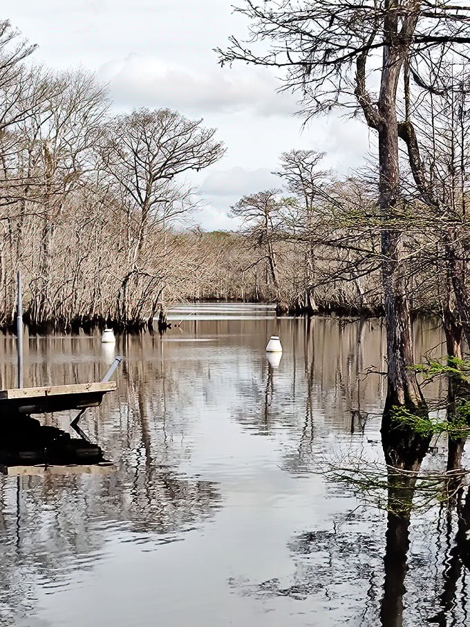Winter reveals the springs' bones. The bare cypress trees create a hauntingly beautiful scene that belongs on the cover of a mystery novel.
