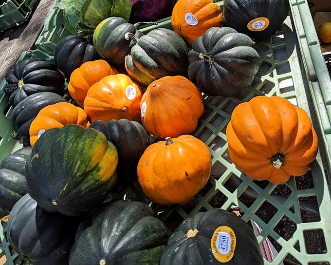 Squash squad goals! These vibrant gourds could star in a still-life painting or your next hearty autumn soup&mdash;versatile celebrities of the vegetable world.