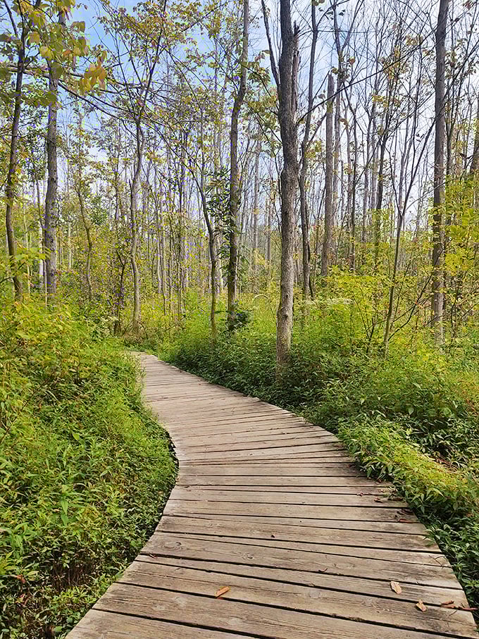 Winding wooden pathways through Erie's natural areas invite exploration at your own pace &ndash; no membership fees required for this outdoor gym.