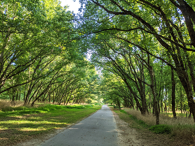 Nature creates a green cathedral along Danville's Riverwalk Trail, where dappled sunlight filters through a canopy of trees like stained glass.