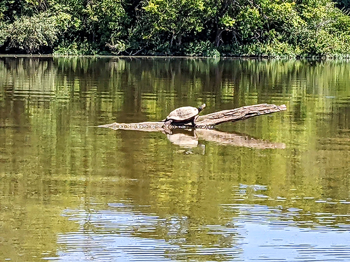 Sunbathing, reptile style. This turtle has found the perfect driftwood lounge chair, demonstrating that wildlife appreciates a good relaxation spot as much as humans do.