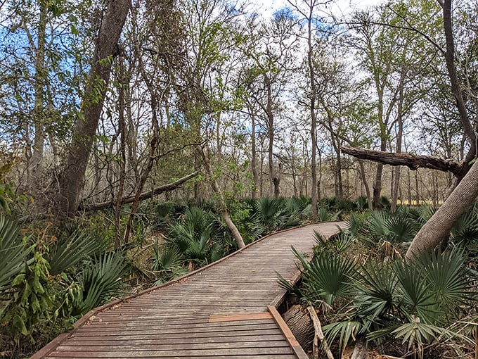 Jurassic Park vibes without the dinosaur danger! Palmetto's prehistoric-looking landscape makes you half-expect to see a velociraptor around the bend.