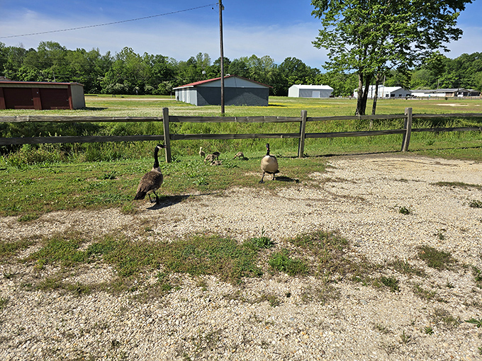 This serene lake near Bolivar offers million-dollar views at yard-sale prices. No wonder retirees are flocking here!
