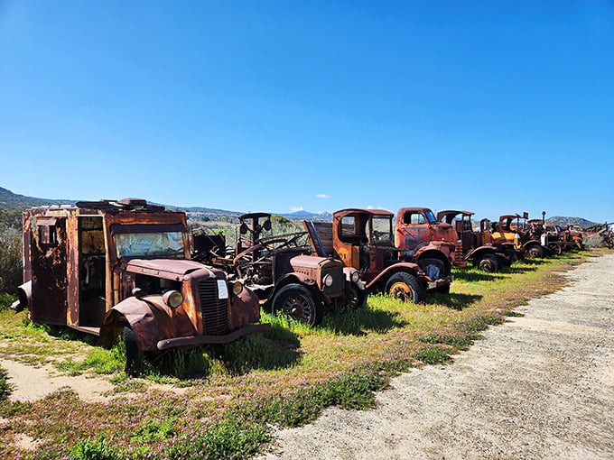 Rust, character, and history baking in the California sun. These mechanical dinosaurs have earned their retirement after decades of service!
