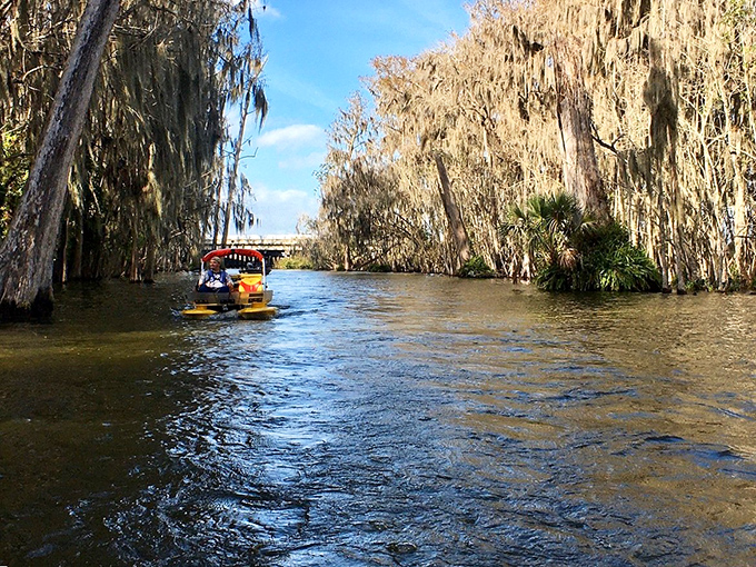 Spanish moss drapes over Mount Dora's waterways like nature's own theater curtains, revealing a show of wildlife and wonder with every boat ride.