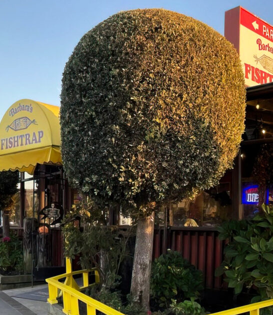 best fish chips california ftr